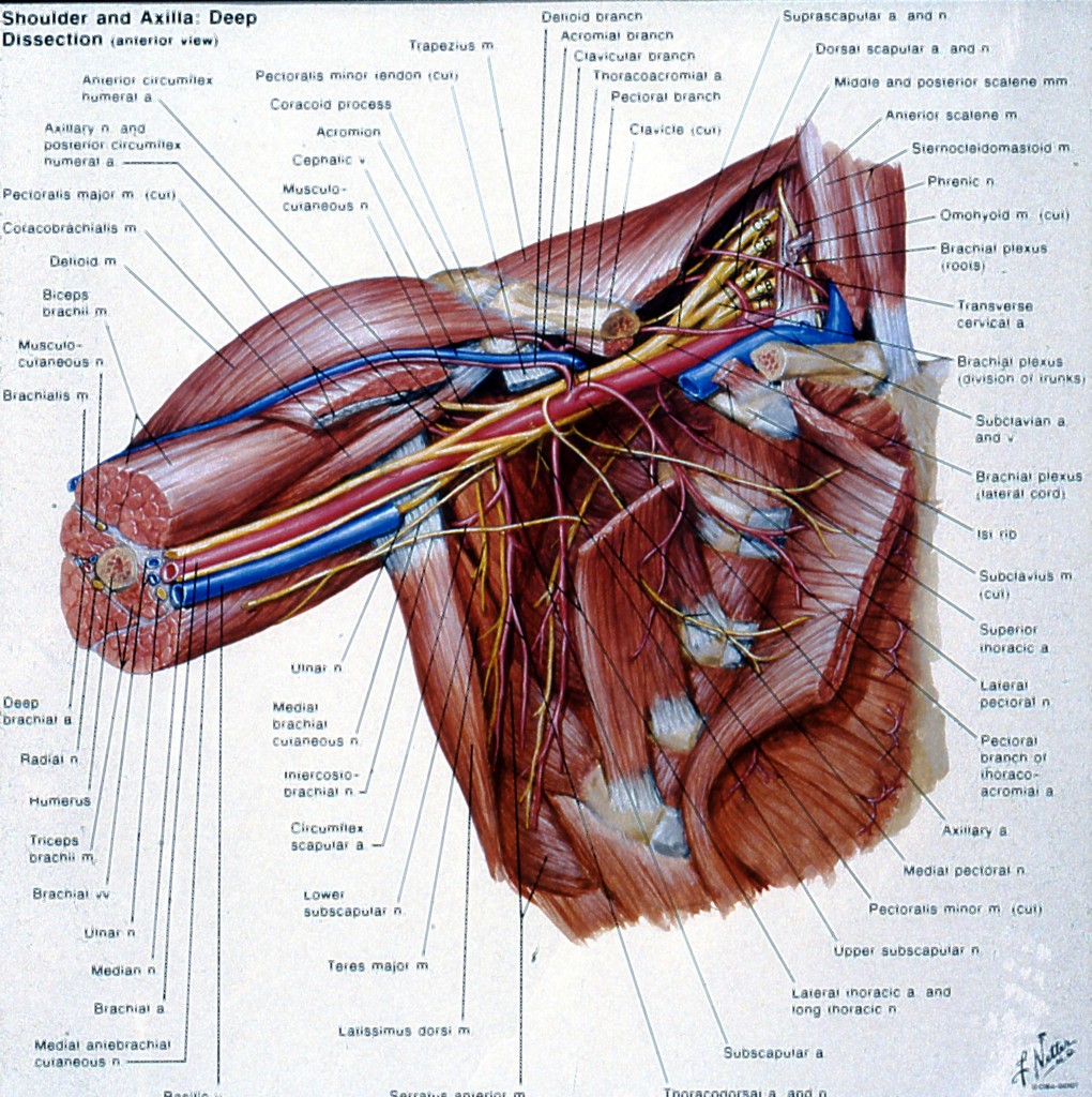 Human Shoulder Anatomy Chart